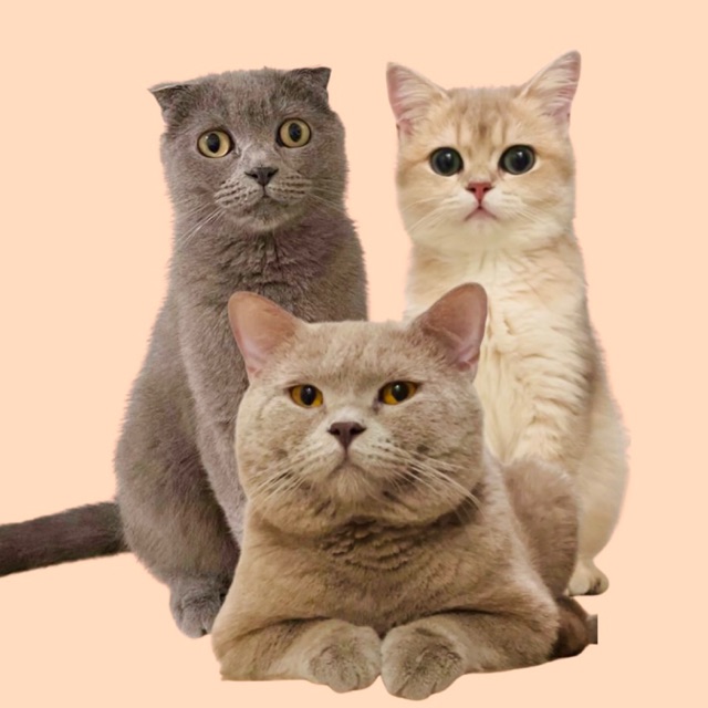 Tokboki N Friends, Online Shop | Shopee Philippines