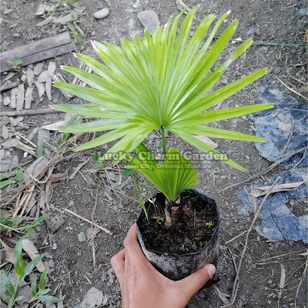 Anahaw Tree