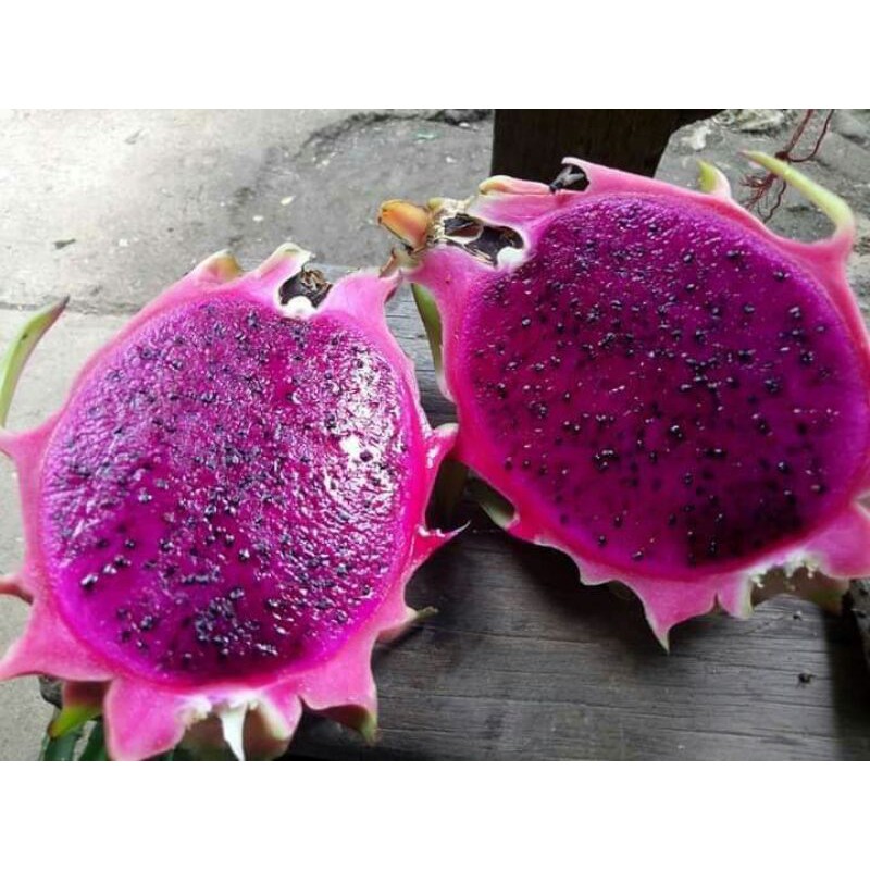 Purple Dragon Fruit