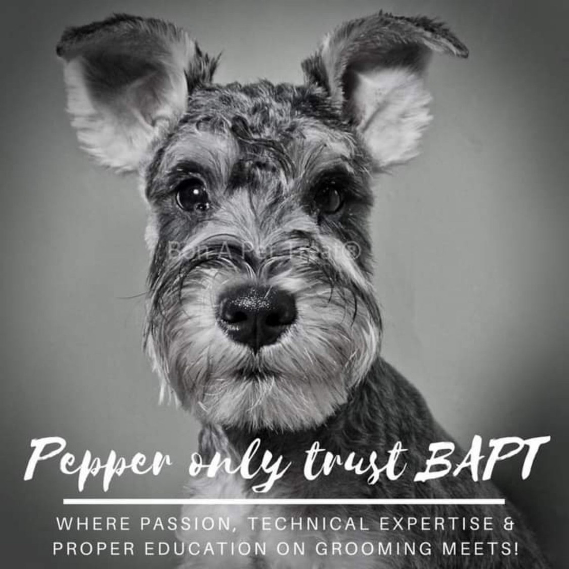 ROSS PETSHOP, Online Shop | Shopee Philippines