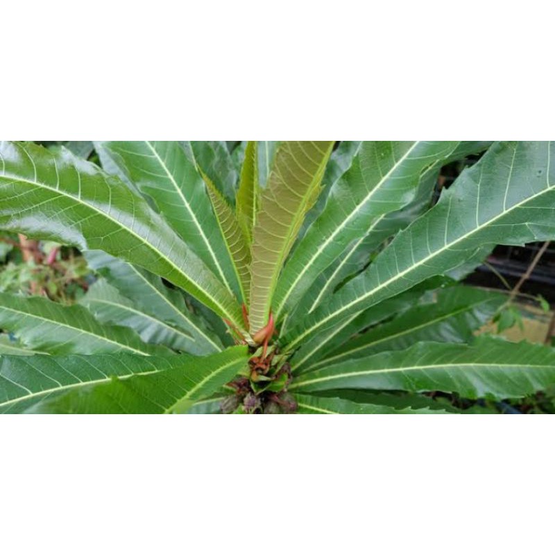 Niyog Niyogan Tree