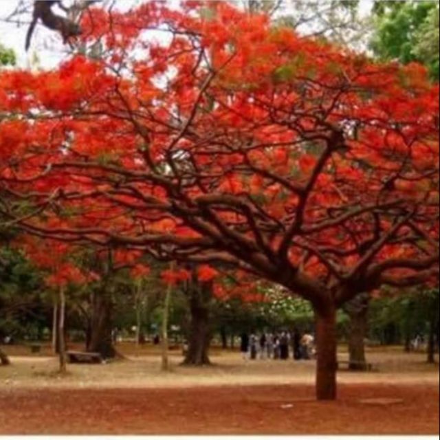 Philippine Fire Tree