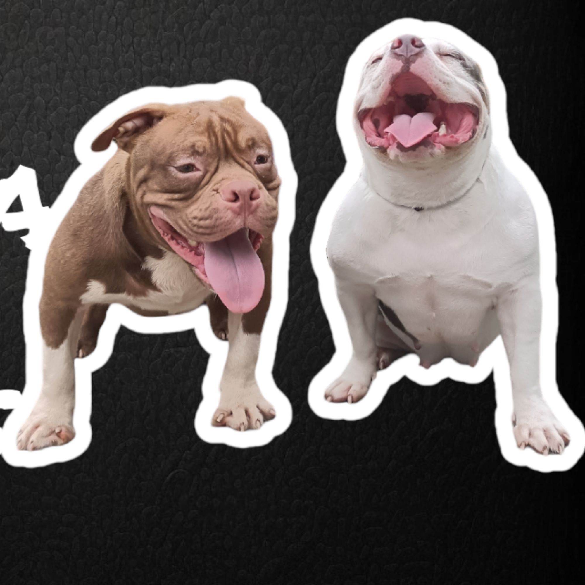 Alpha Canine Bullies, Online Shop | Shopee Philippines