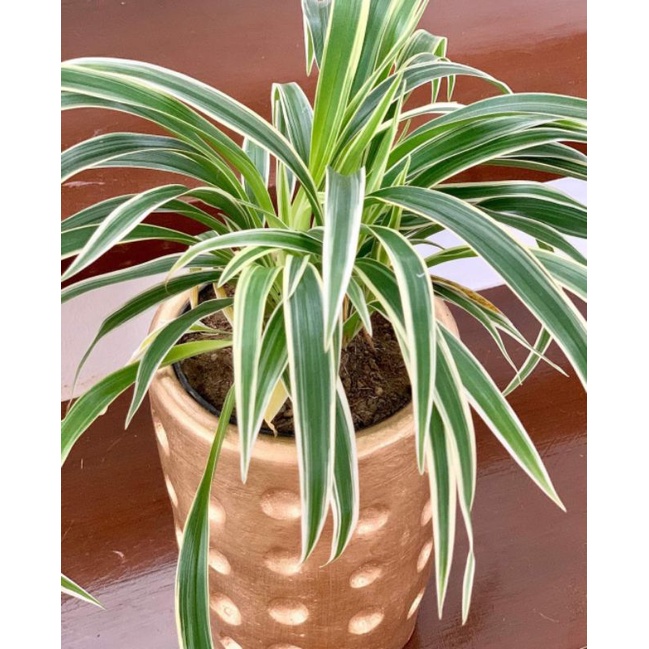 Limguhit Shop, Online Shop | Shopee Philippines