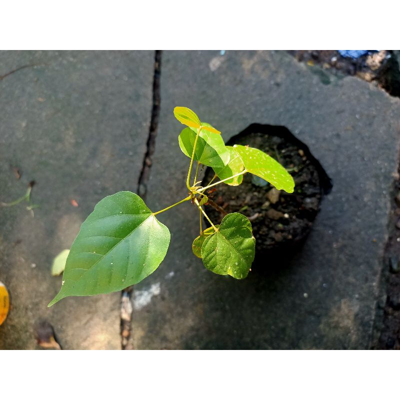 Limguhit Shop, Online Shop | Shopee Philippines