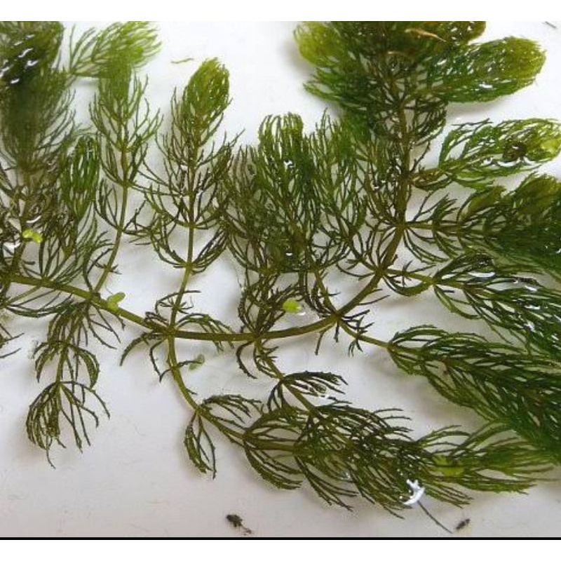 Limguhit Shop, Online Shop | Shopee Philippines