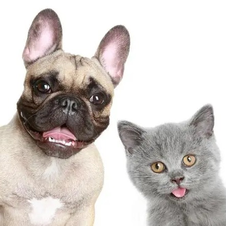 【Pet Supplies & Pet】, Online Shop | Shopee Philippines