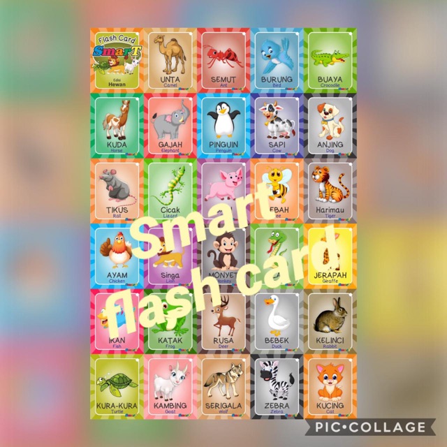 smartflashcardofficialii.ph, Online Shop | Shopee Philippines