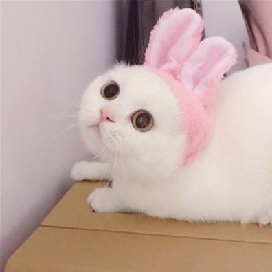 27 pets store, Online Shop | Shopee Philippines