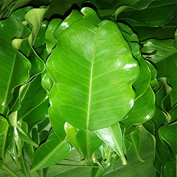 Suha Leaves