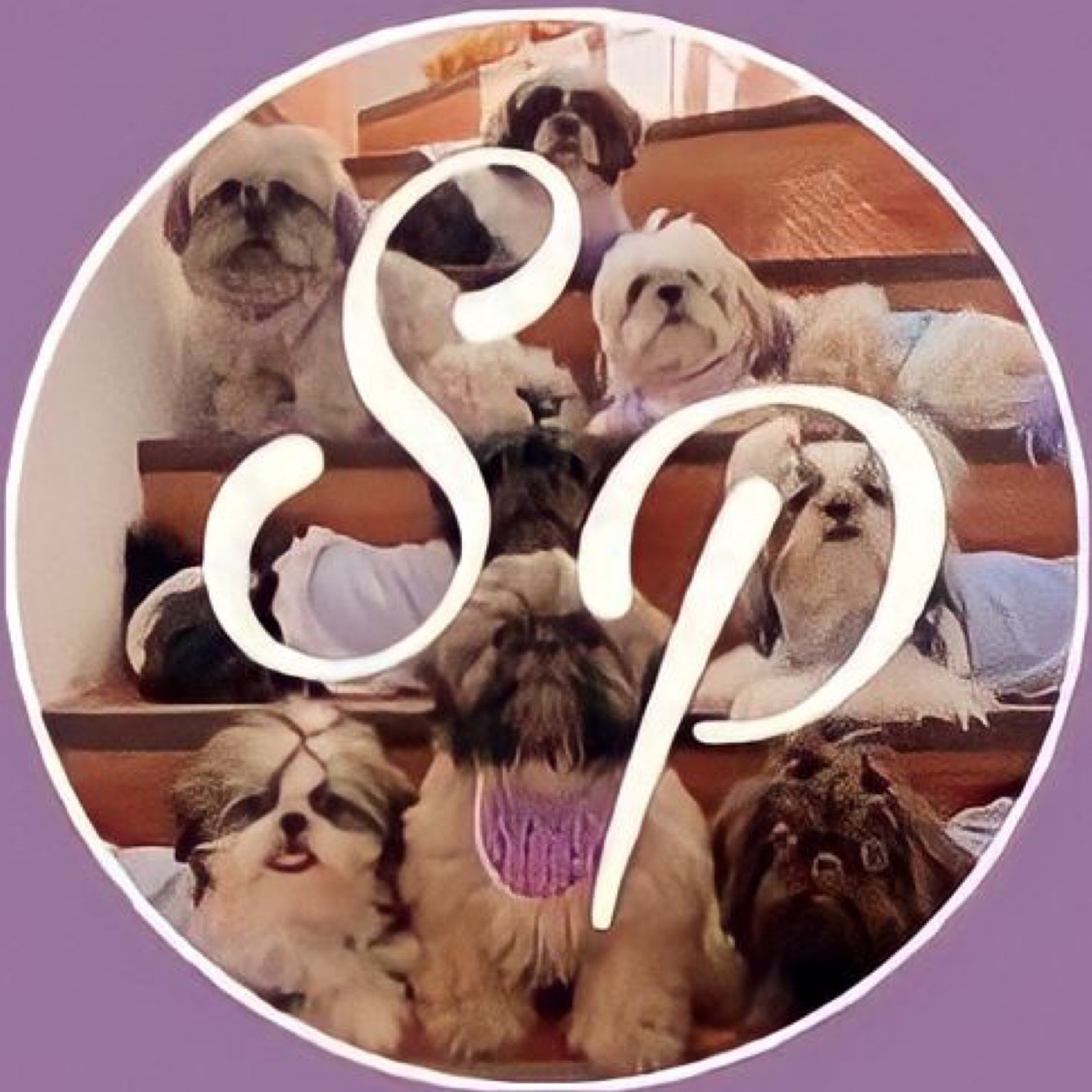 Shang Pooches Shop, Online Shop | Shopee Philippines