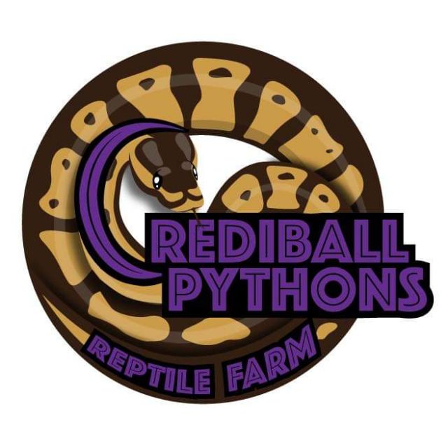Crediball Pythons Reptile Farm, Online Shop | Shopee Philippines