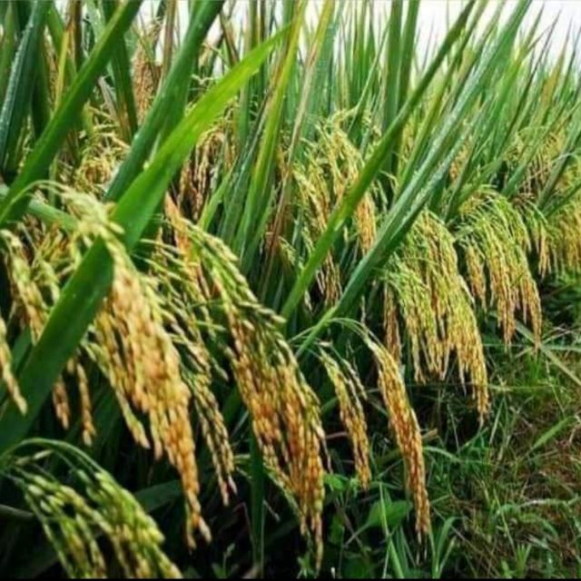 JIYARAS SEEDS TRADING, Online Shop | Shopee Philippines