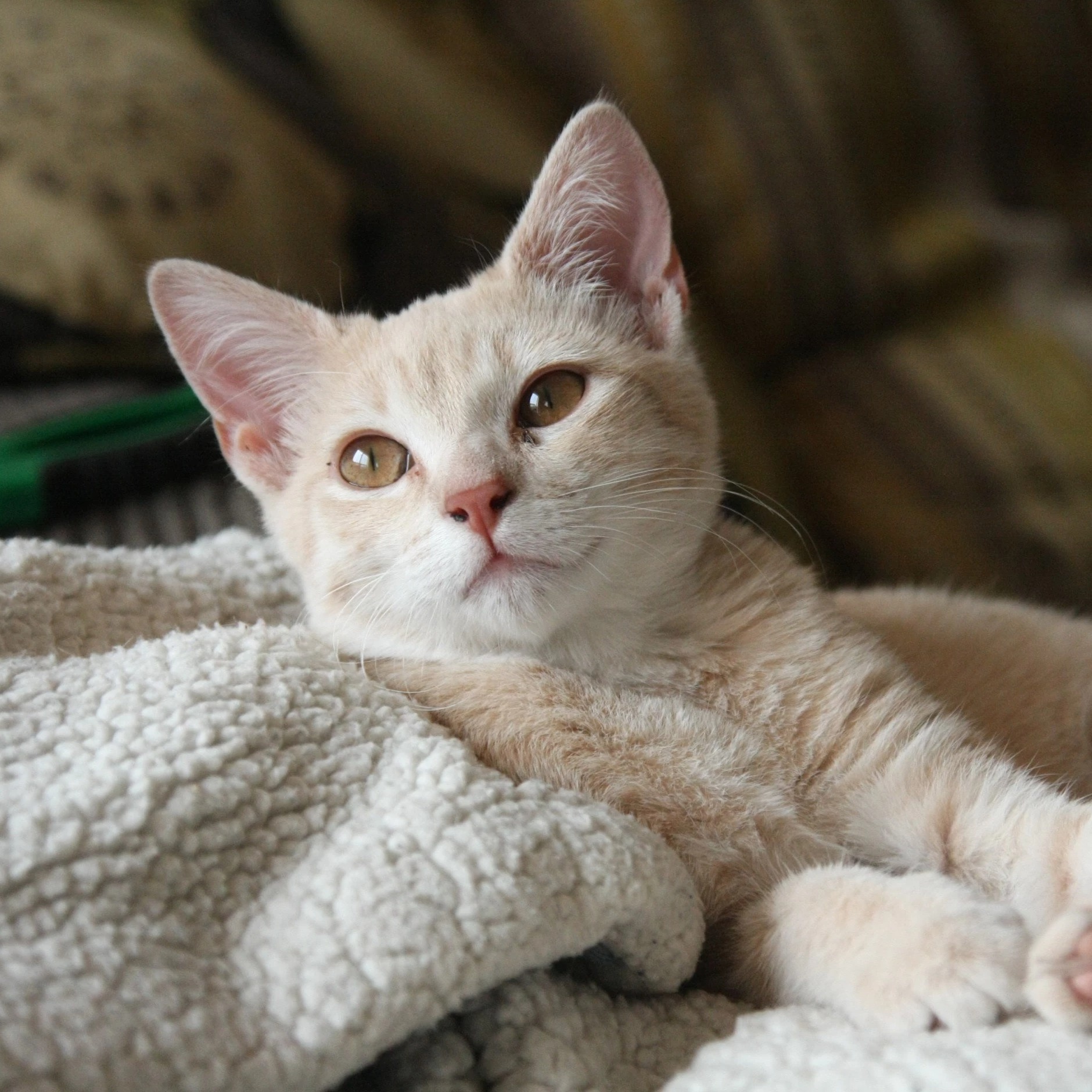Longni Boutique Pet Shop, Online Shop | Shopee Philippines