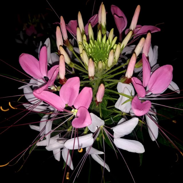 PATIMZ GARDEN, Online Shop | Shopee Philippines