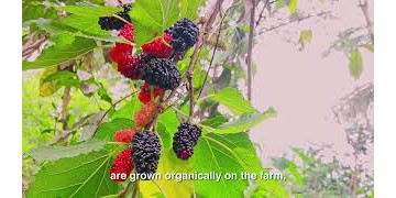 Milea Bath and Body, Online Shop | Shopee Philippines