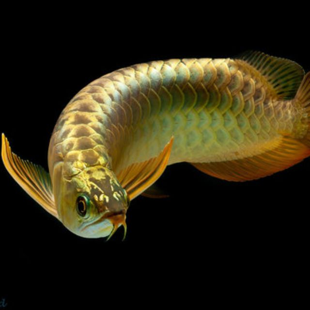 FEEDS FOR ALL FISHES, Online Shop | Shopee Philippines