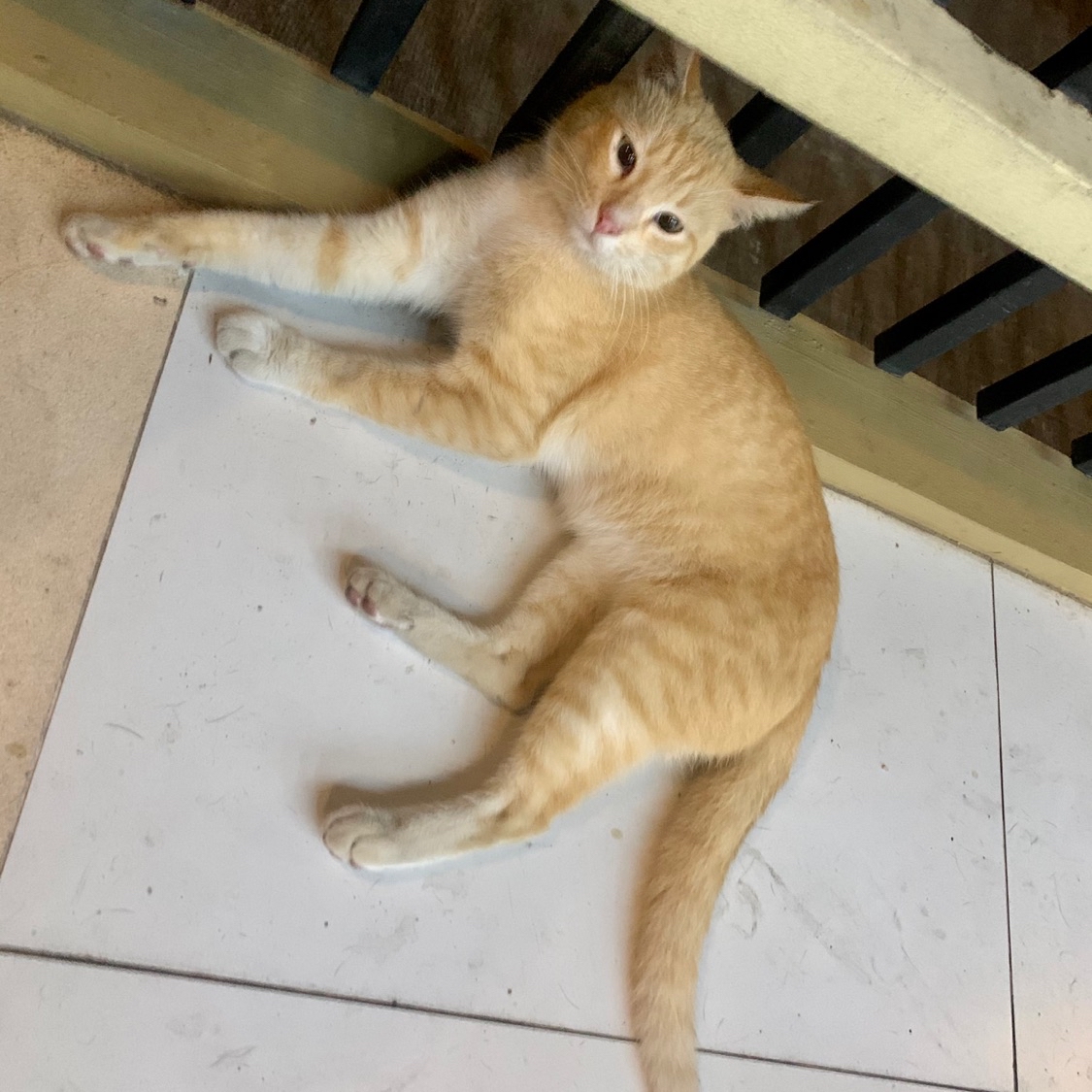 Aldrena.ph, Online Shop | Shopee Philippines