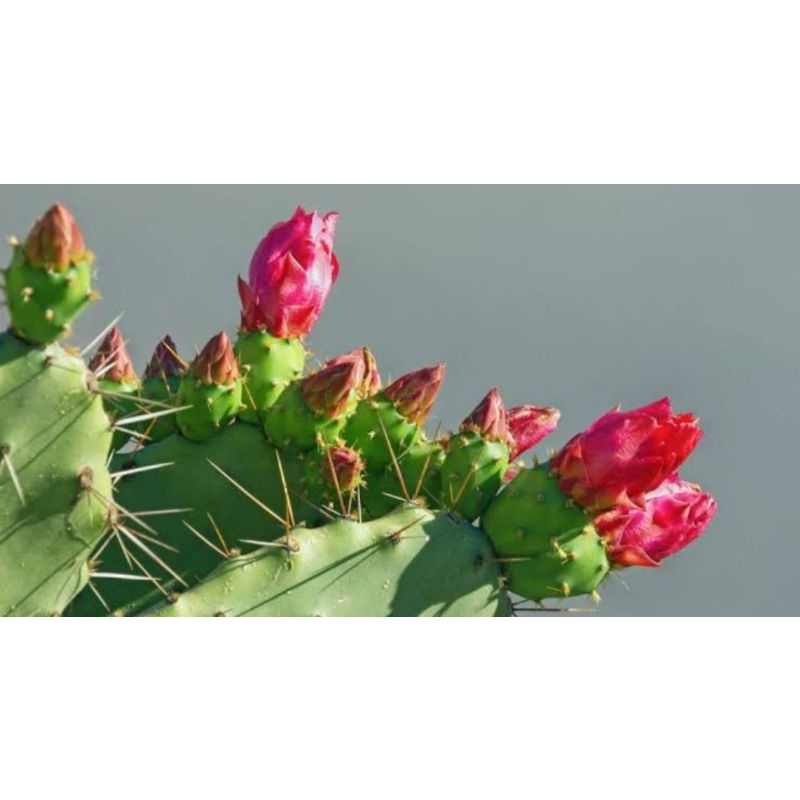 Limguhit Shop, Online Shop | Shopee Philippines