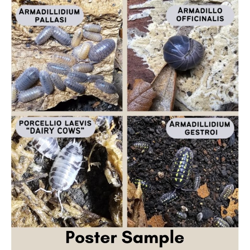 Exopods.ph, Online Shop | Shopee Philippines