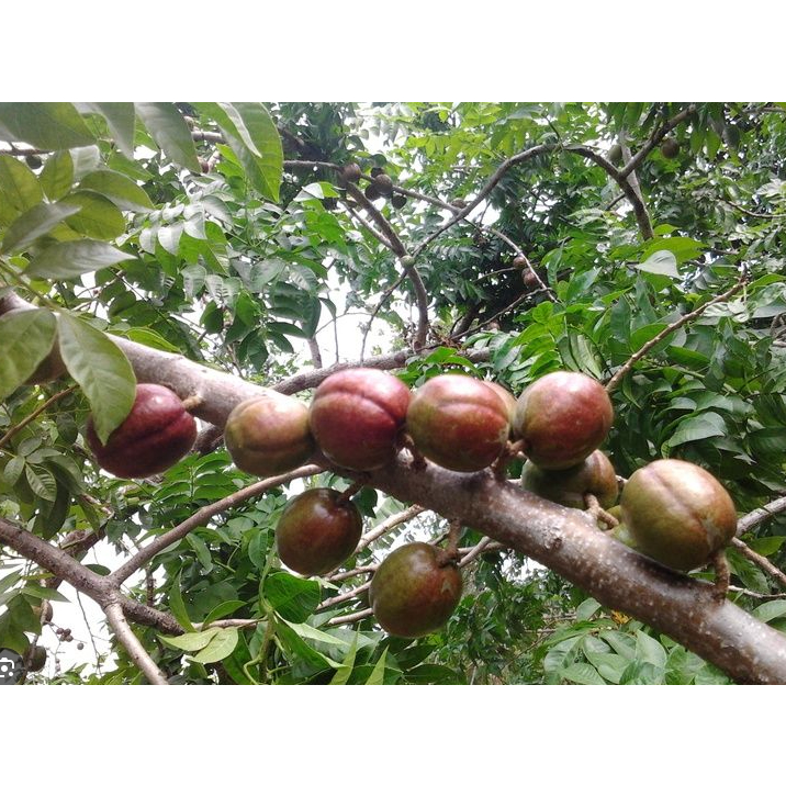 Siniguelas Fruit Tree