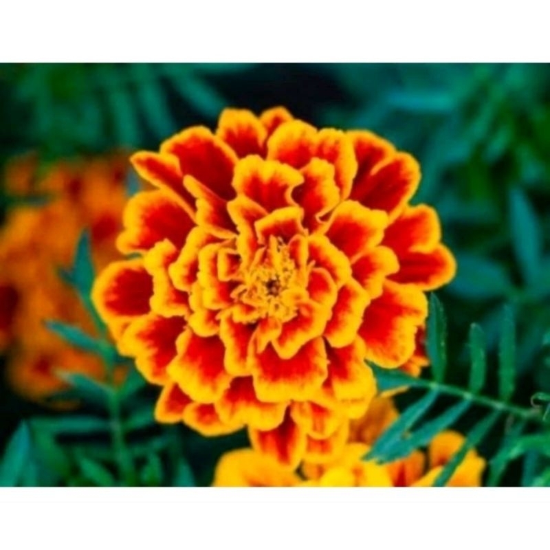 Limguhit Shop, Online Shop | Shopee Philippines