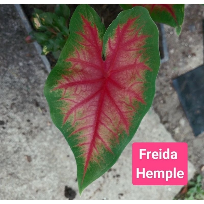 Limguhit Shop, Online Shop | Shopee Philippines