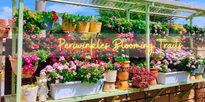 periwinkleseeds online shop, Online Shop | Shopee Philippines