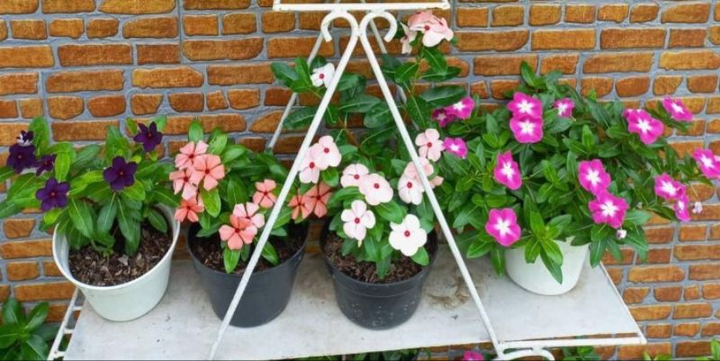 periwinkleseeds online shop, Online Shop | Shopee Philippines