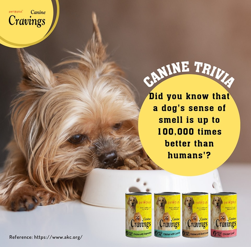 FOS Outlet Pet Store, Online Shop | Shopee Philippines