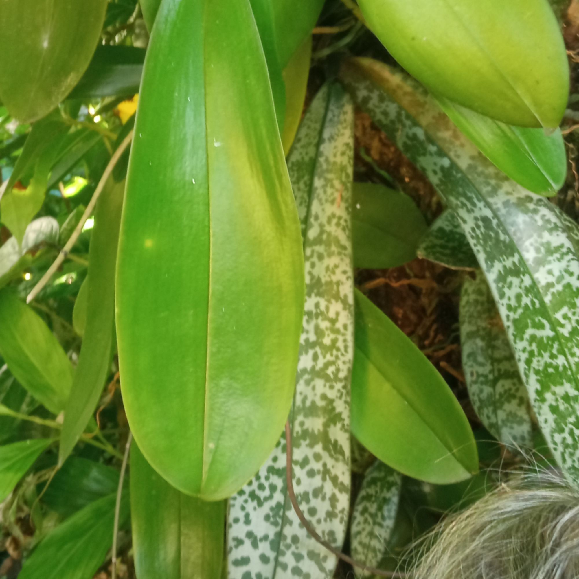 Bicol Plants 2.0, Online Shop | Shopee Philippines