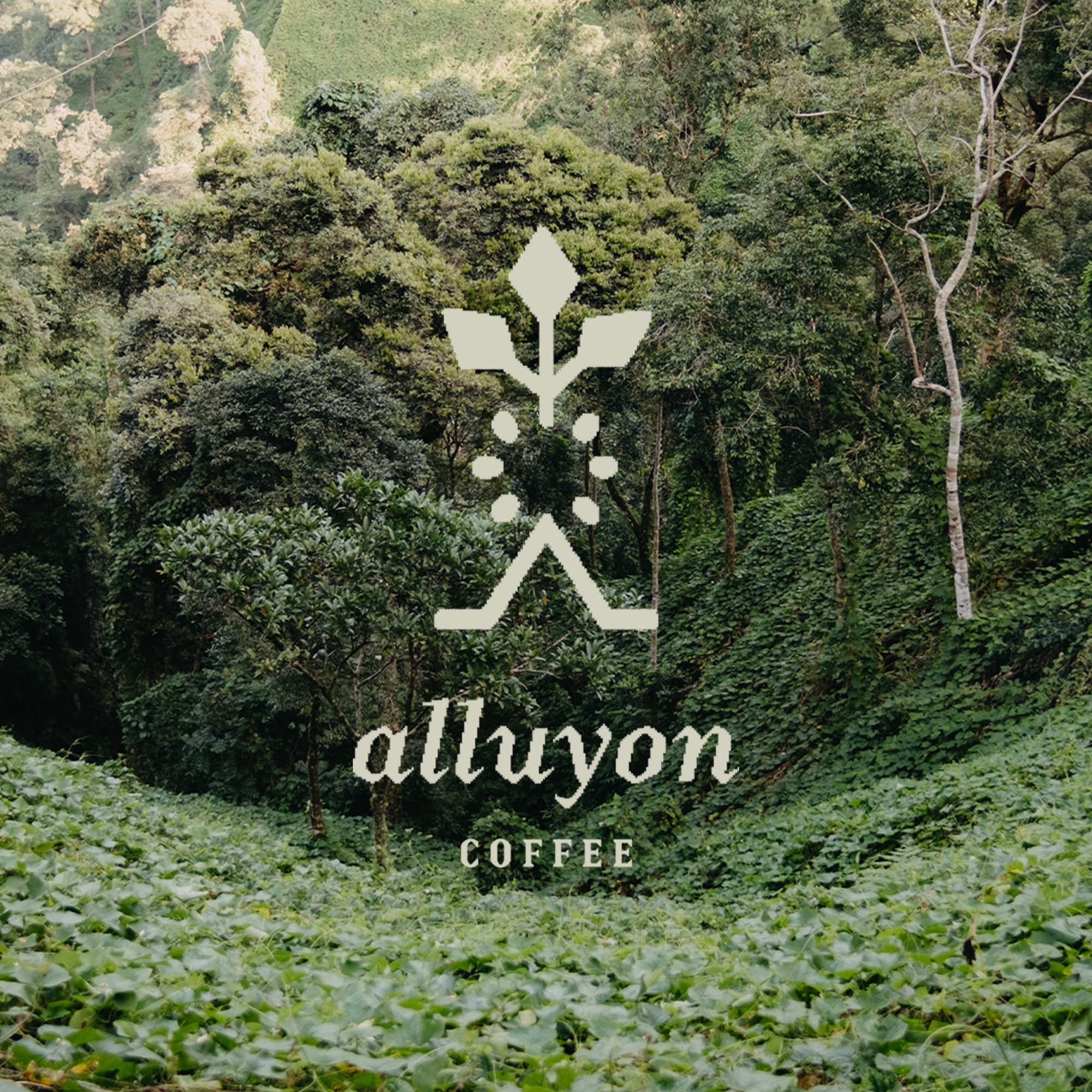 Alluyon Coffee, Online Shop | Shopee Philippines
