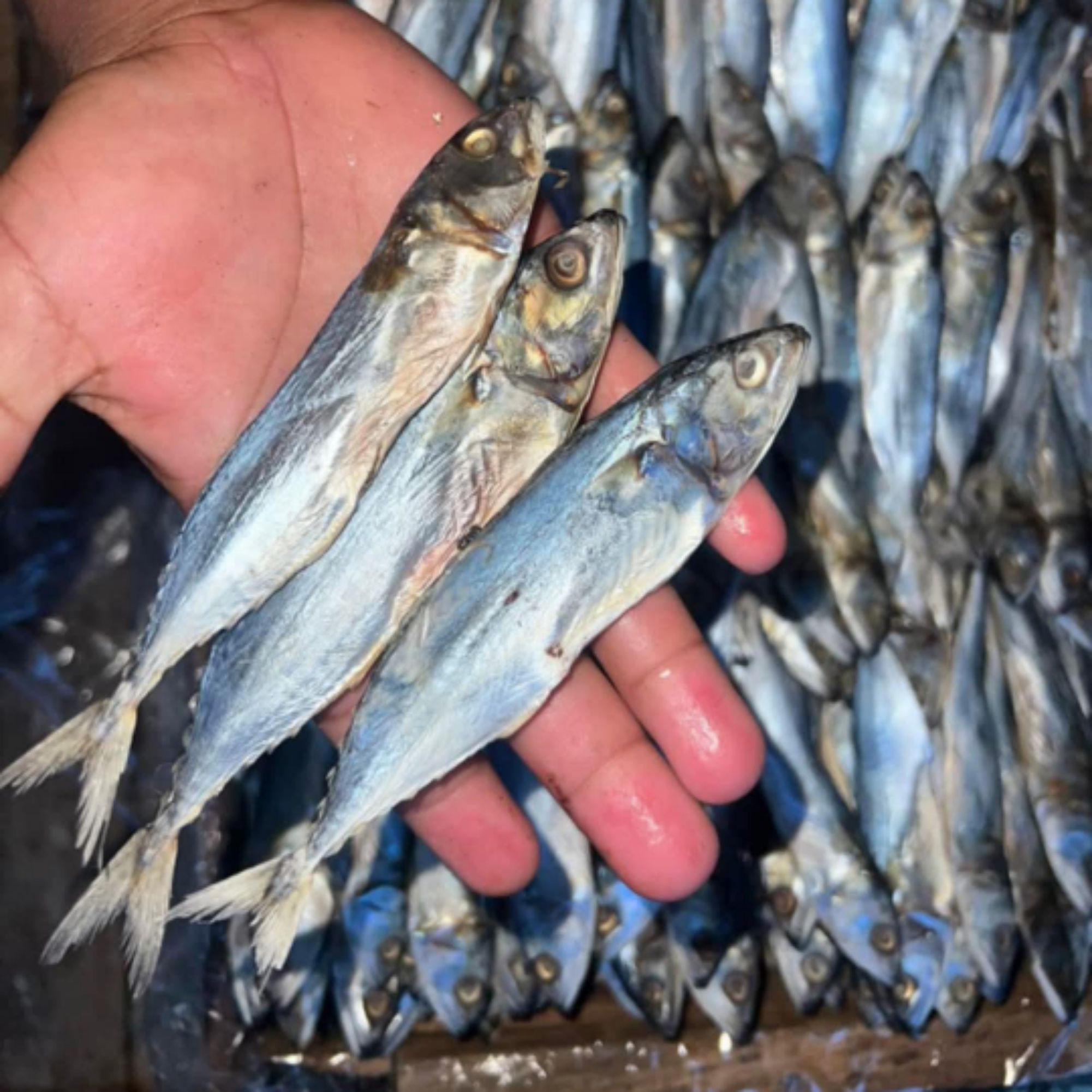 MARDEN DRIED FISH, Online Shop | Shopee Philippines