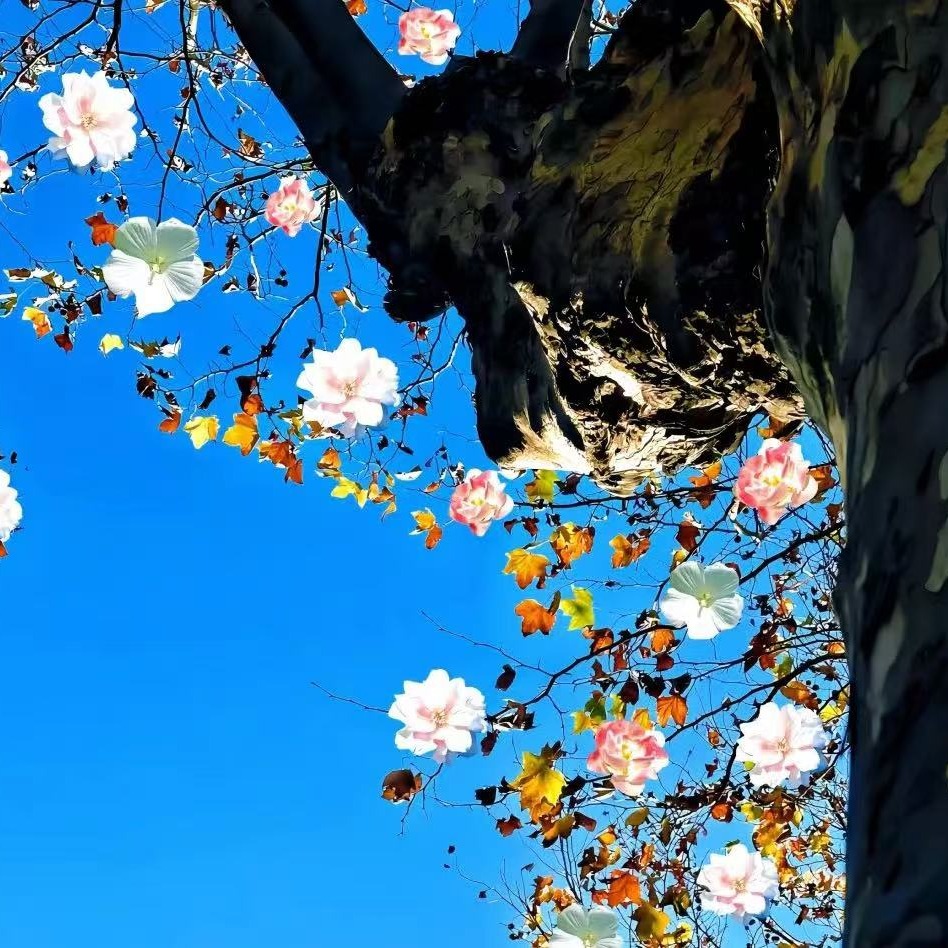 Selene Stormbrook, Online Shop | Shopee Philippines