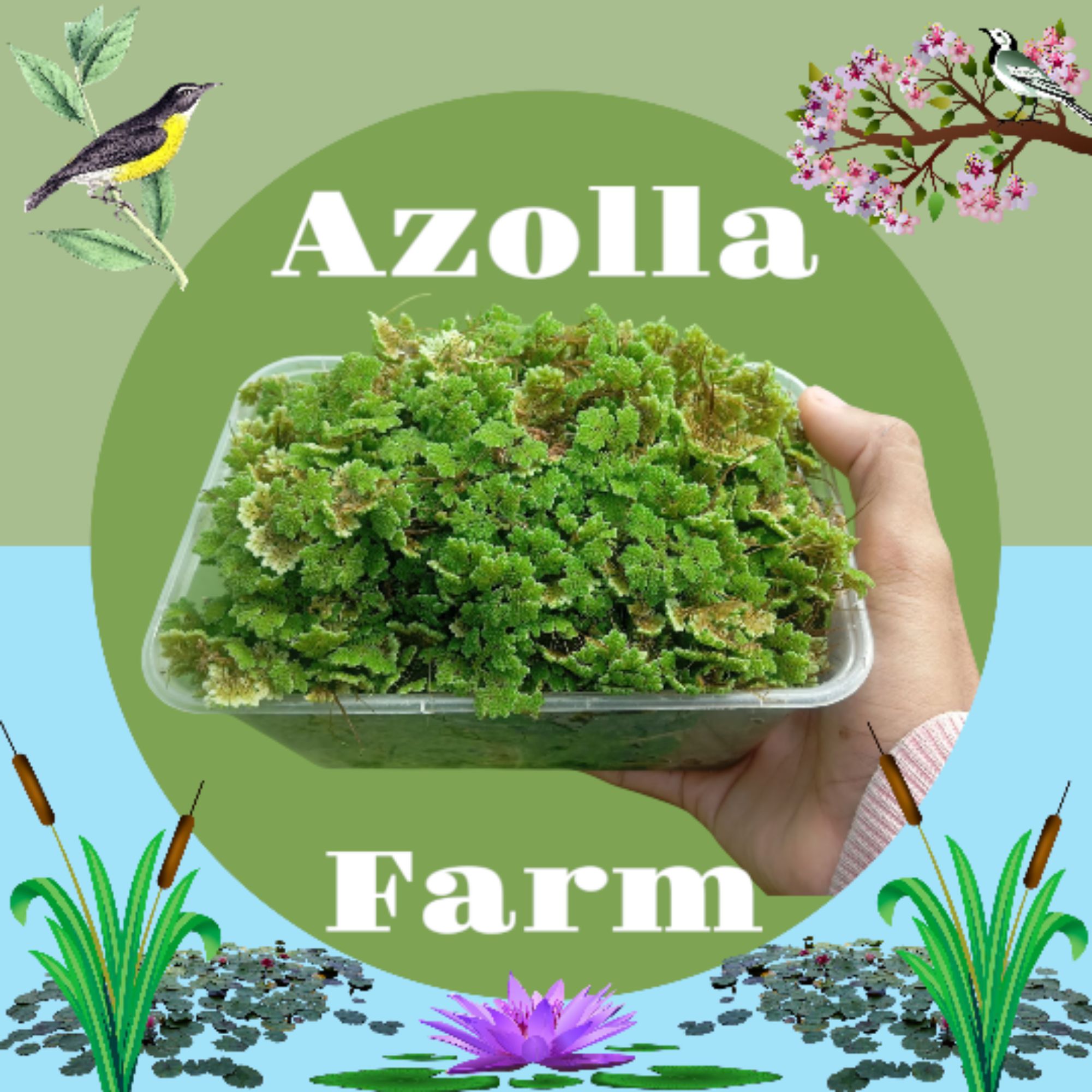 Azolla Organic Feeds, Online Shop | Shopee Philippines