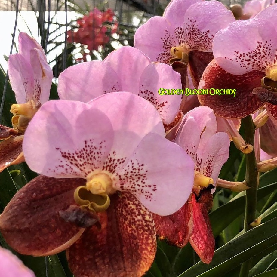 GBO Carmina, Online Shop | Shopee Philippines