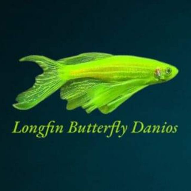 Longfin danios, Online Shop | Shopee Philippines