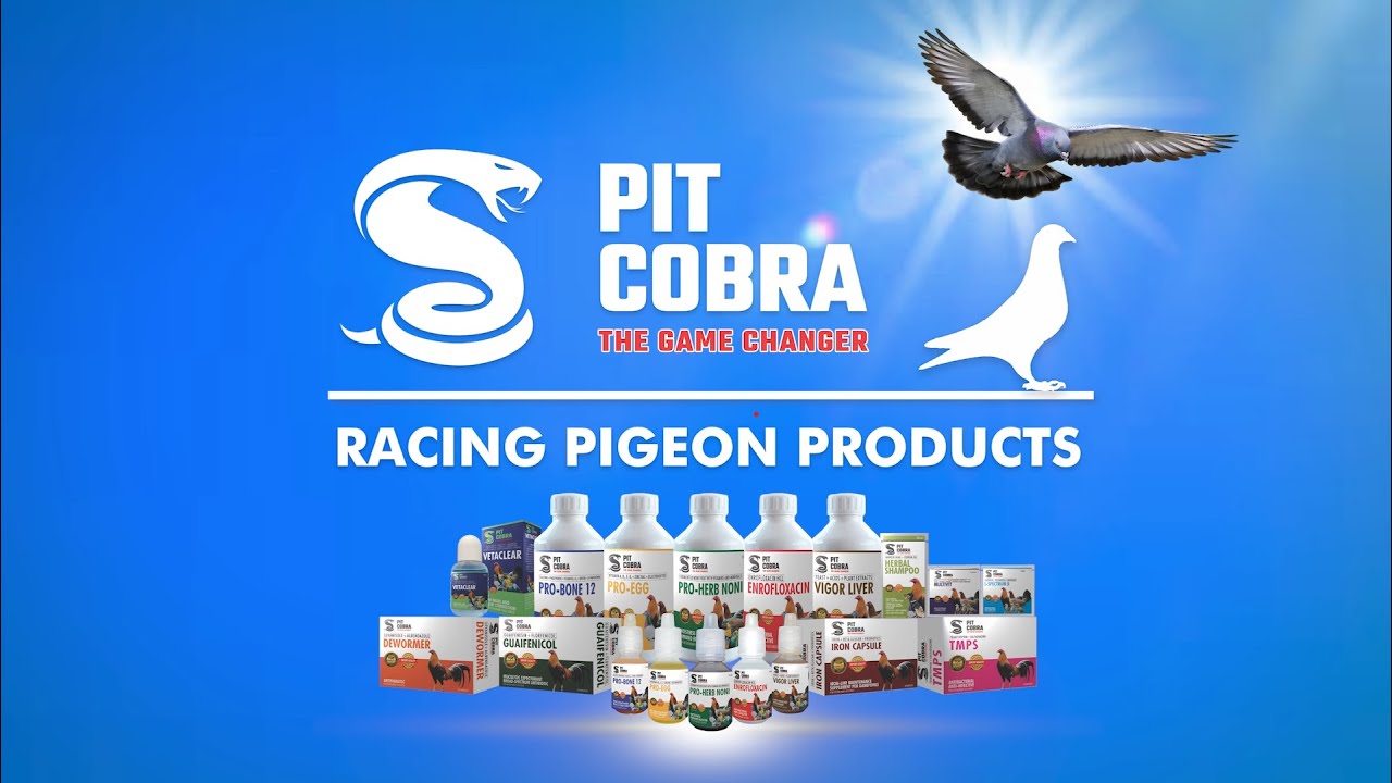 Pit Cobra The Game Changer, Online Shop | Shopee Philippines